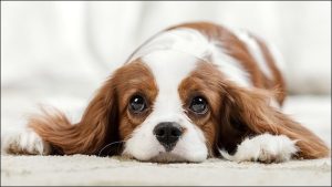 Masticatory Muscle Myositis in Dogs - Symptoms, Causes & Treatment